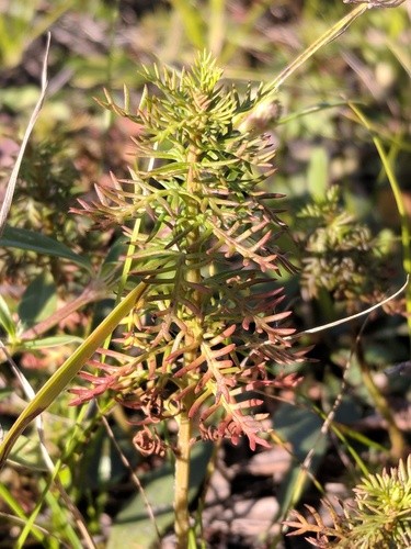 Proserpinaca pectinata 花言葉，毒性，よくある質問 - PictureThis
