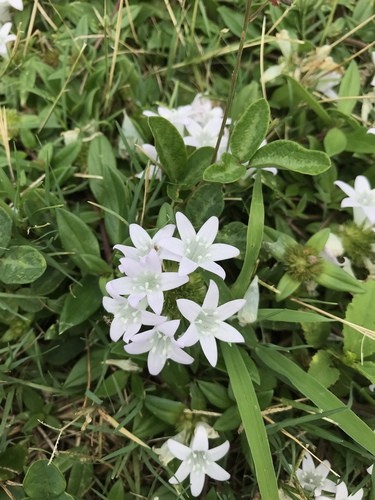How to Plant and Grow Largeflower mexican clover(Richardia grandiflora)