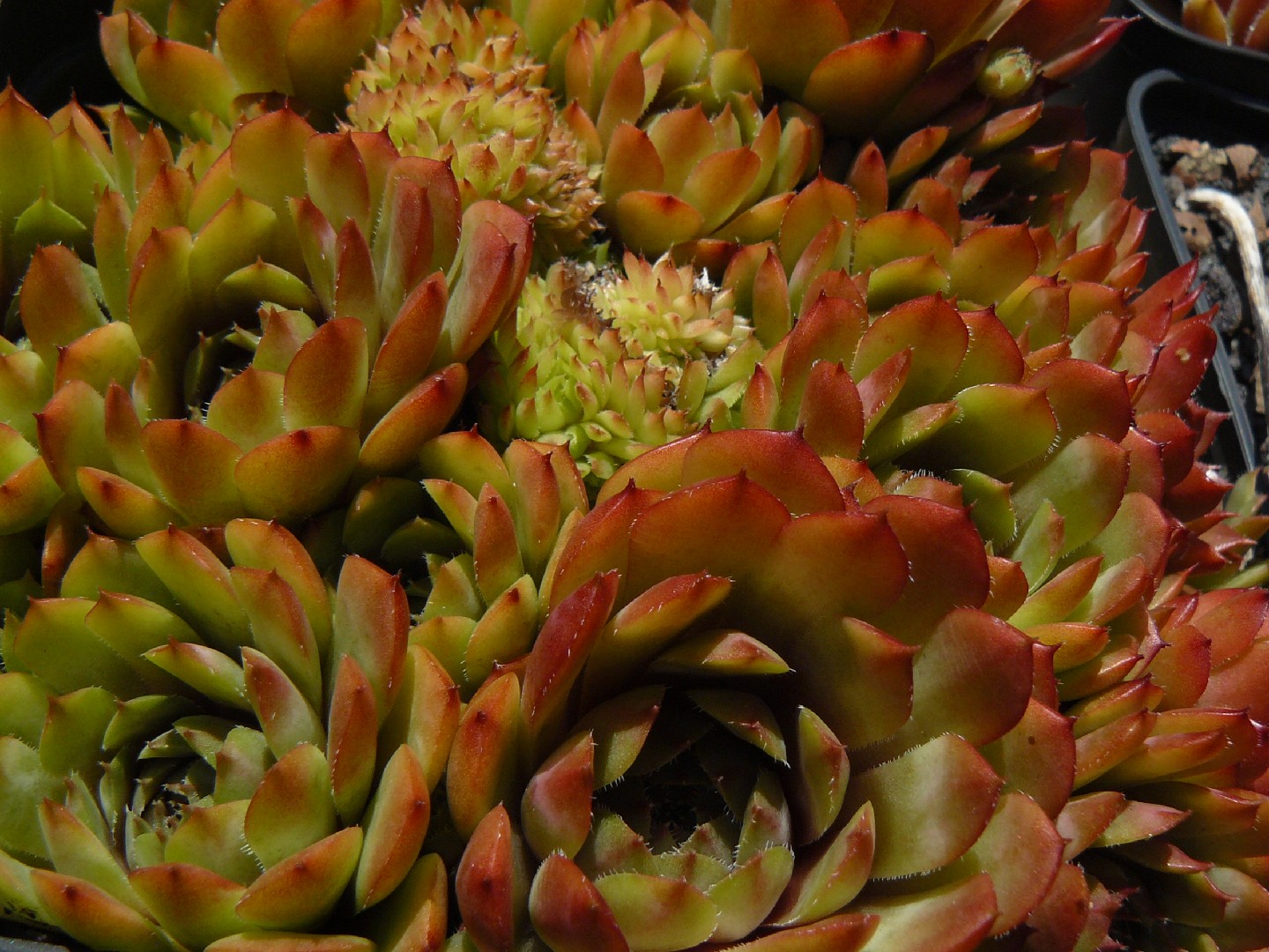 Bedivere (Sempervivum 'Bedivere') - PictureThis