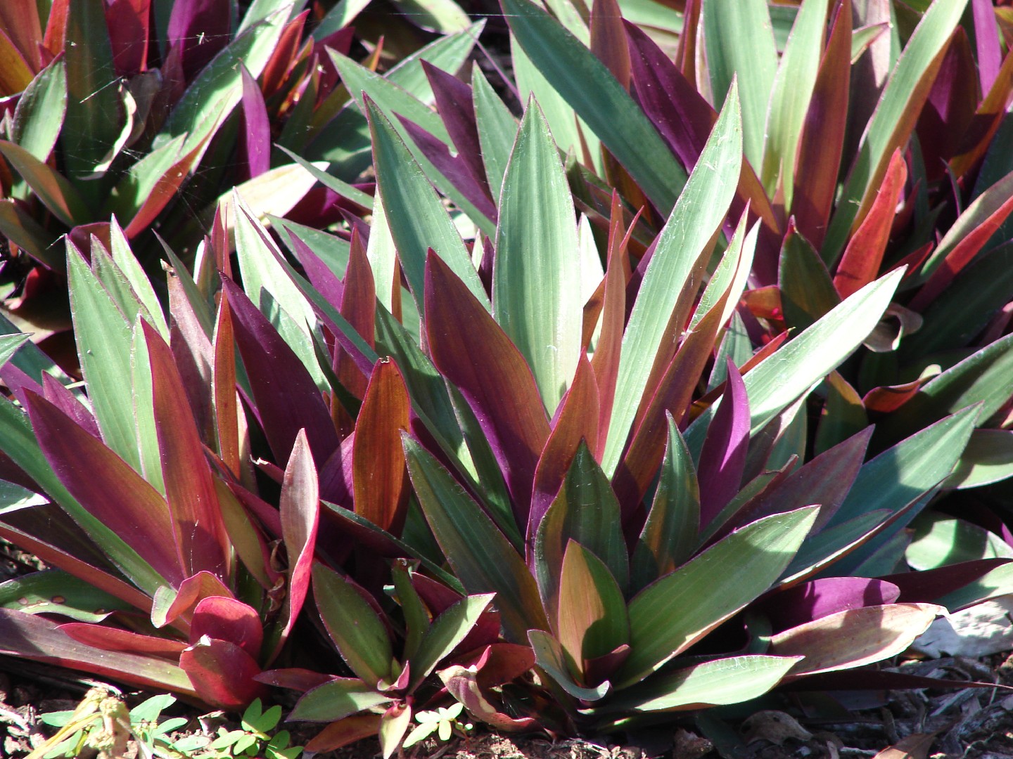 Magueyito (Tradescantia spathacea) - PictureThis