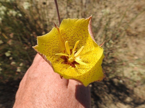 Calochortus weedii - PictureThis