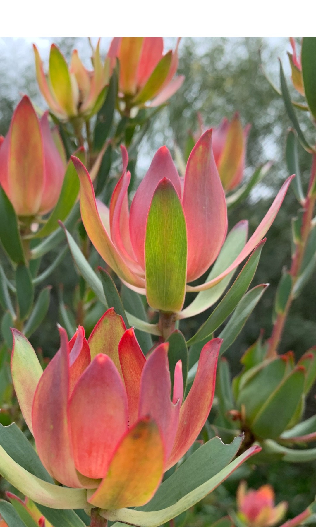 Leucadendron - PictureThis