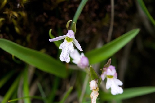 南湖雛蘭 (Ponerorchis alpestris) 照顧，種植，繁殖，開花時間 - PictureThis