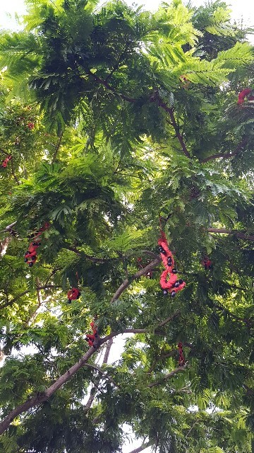 Cojoba arborea - PictureThis