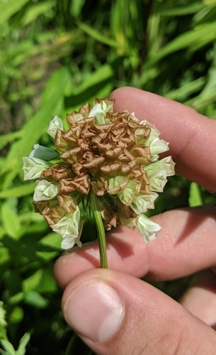 How to identify Buffalo clover (Trifolium reflexum)