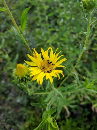 Lemonyellow false goldenaster (Heterotheca camporum) Flower, Leaf, Care ...