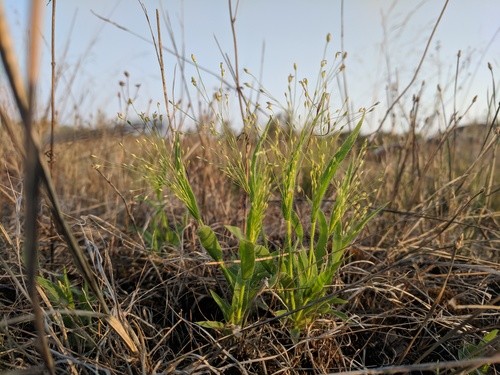 Woodland panic grass (Panicum philadelphicum) Flower, Leaf, Care, Uses ...