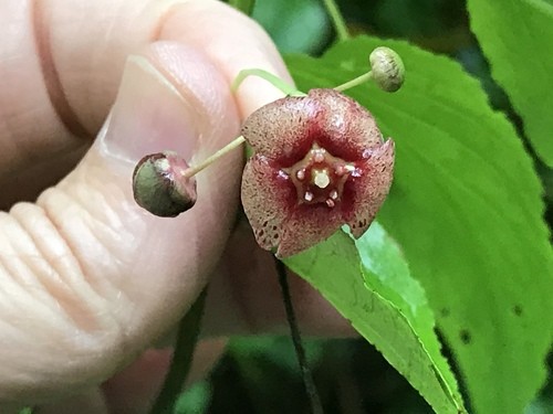Western burning bush (Euonymus occidentalis) Flower, Leaf, Care, Uses ...