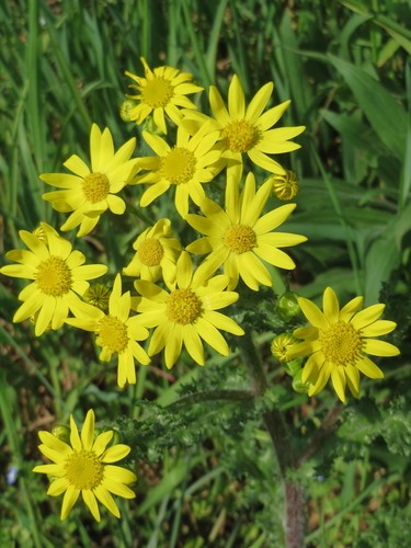 Eastern groundsel (Senecio vernalis) Flower, Leaf, Care, Uses - PictureThis