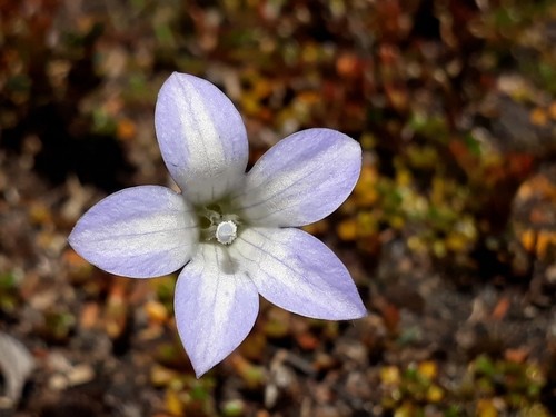 Wahlenbergia pygmaea - PictureThis