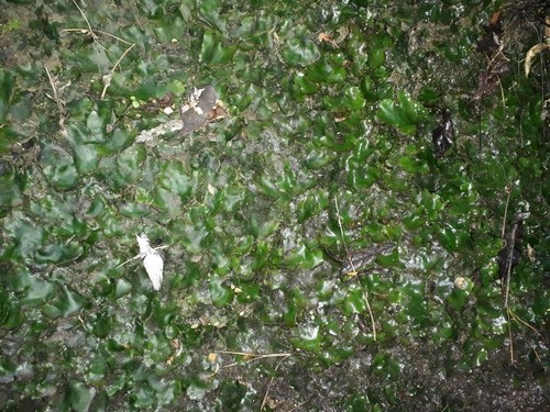 Monoclea forsteri - PictureThis