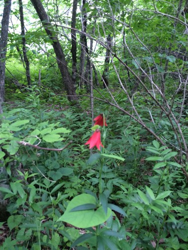How to identify Gray's lily (Lilium grayi)