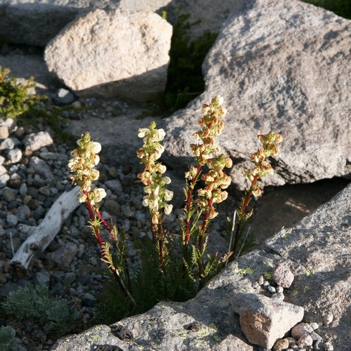 Pédiculaire entortillée (Pedicularis contorta) - PictureThis