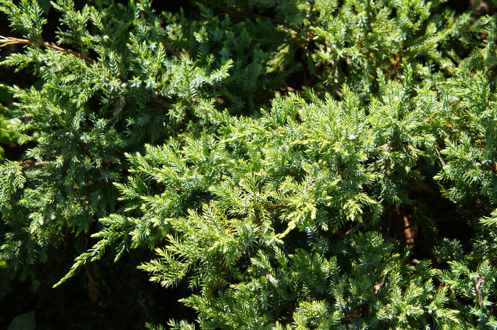 Juniperus Squamata Holger