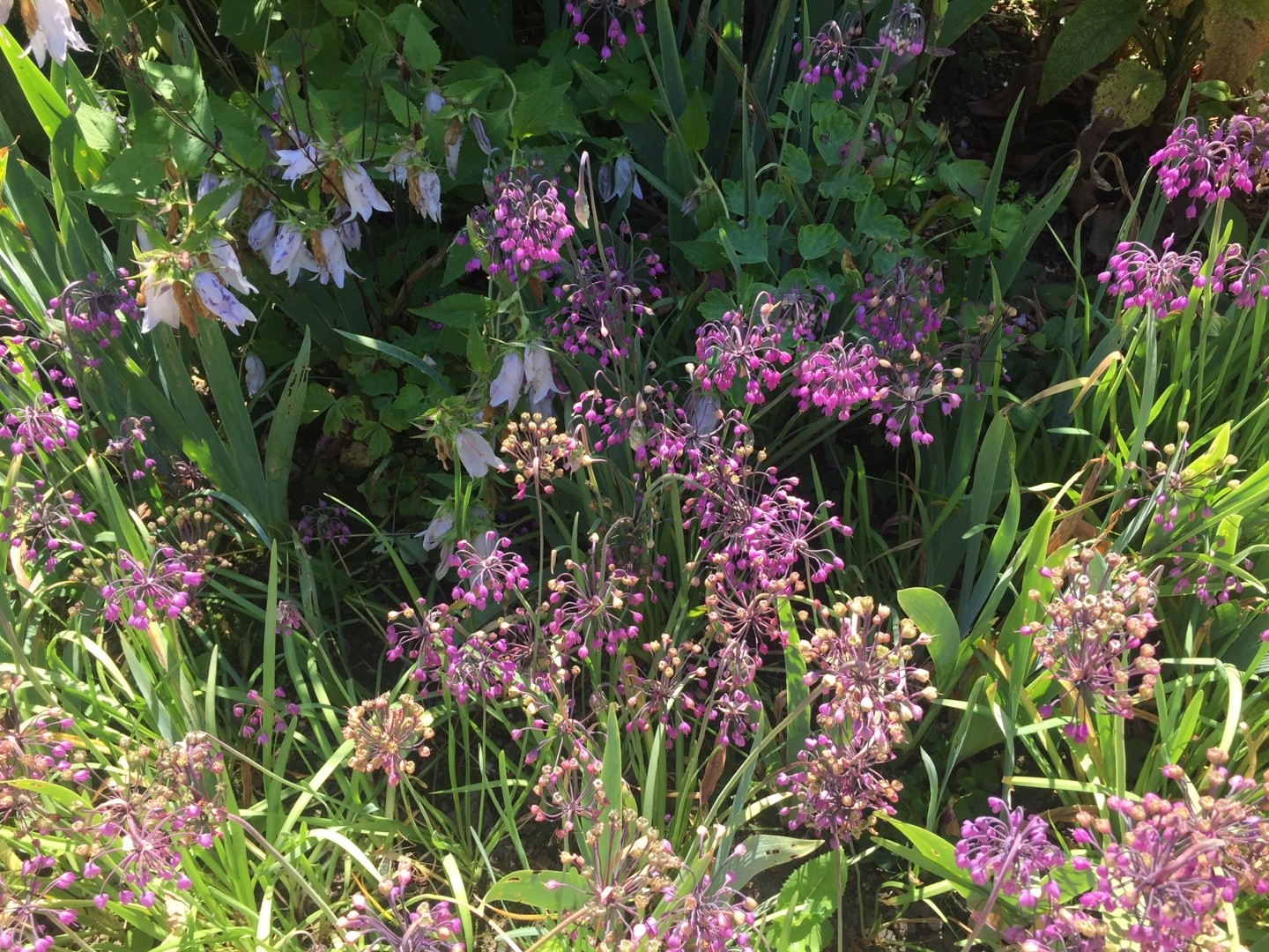 オオハナニラ (Allium macranthum) 花言葉，毒性，よくある質問 - PictureThis