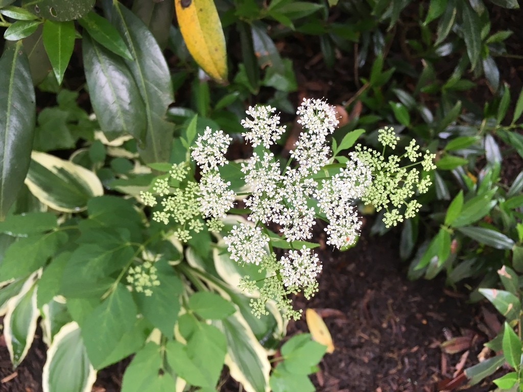 Top 20 Most Common Plants in Russia - PictureThis