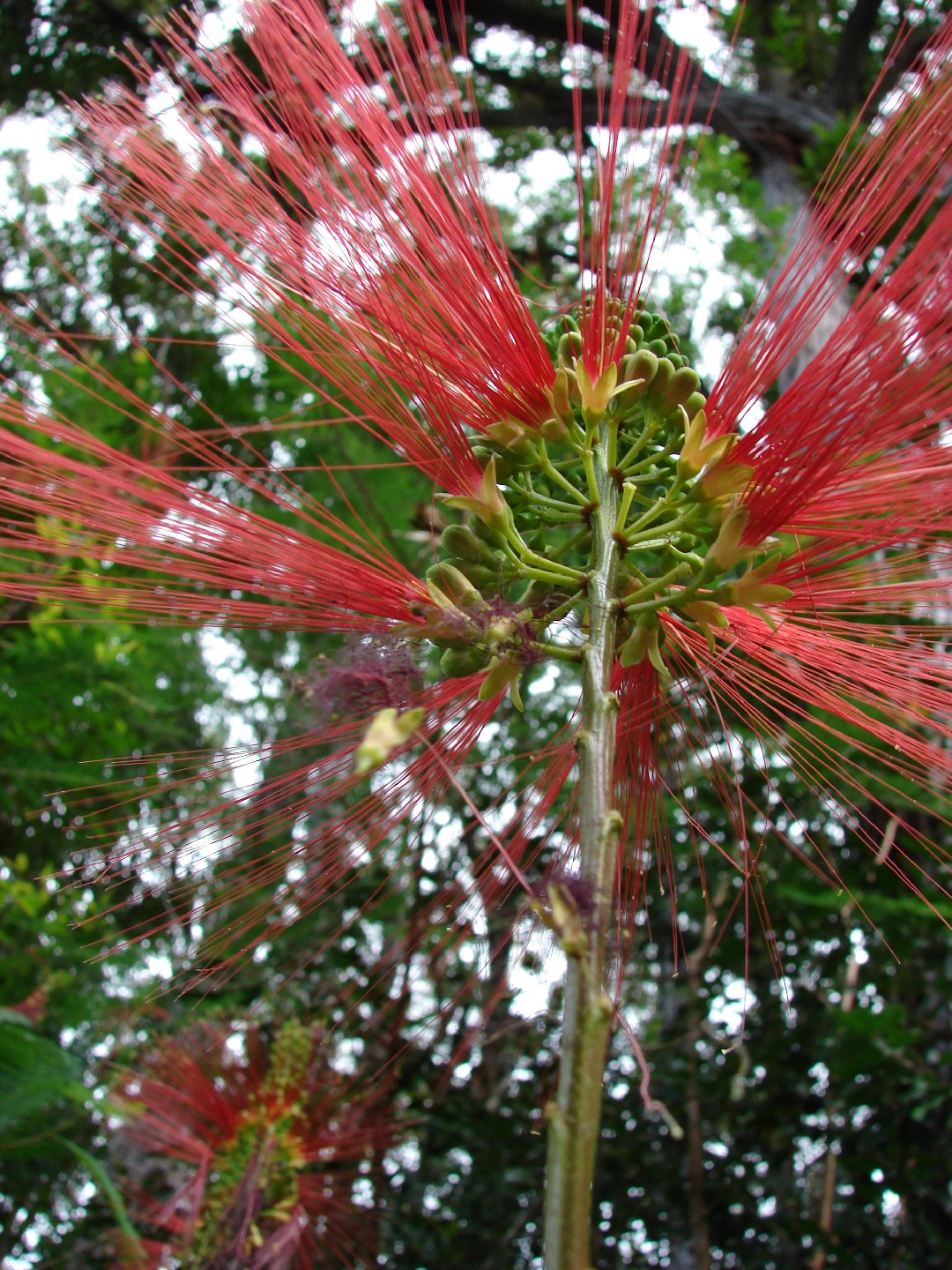 Cabello o pelo de ángel (Calliandra houstoniana) - PictureThis