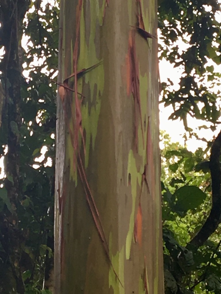 Gommier robuste (Eucalyptus deglupta) - PictureThis