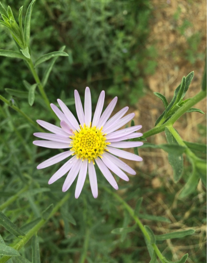Aster de l'Altaï (Heteropappus altaicus) - PictureThis