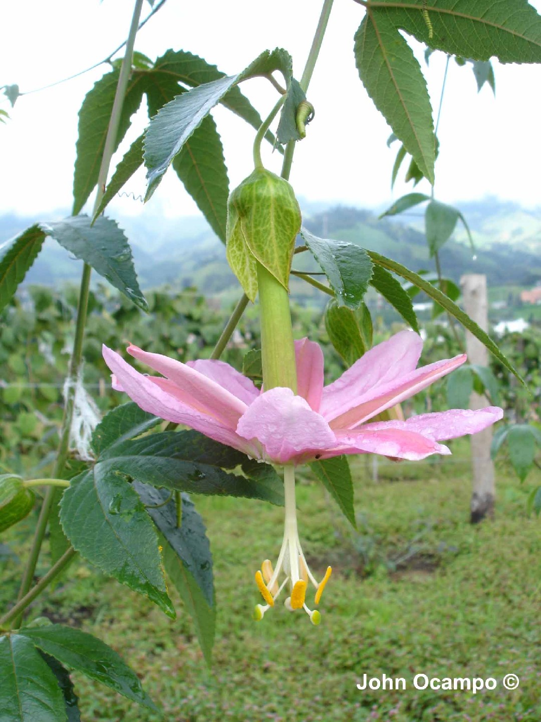 Passionflower (Passiflora mixta) Flower, Leaf, Care, Uses - PictureThis