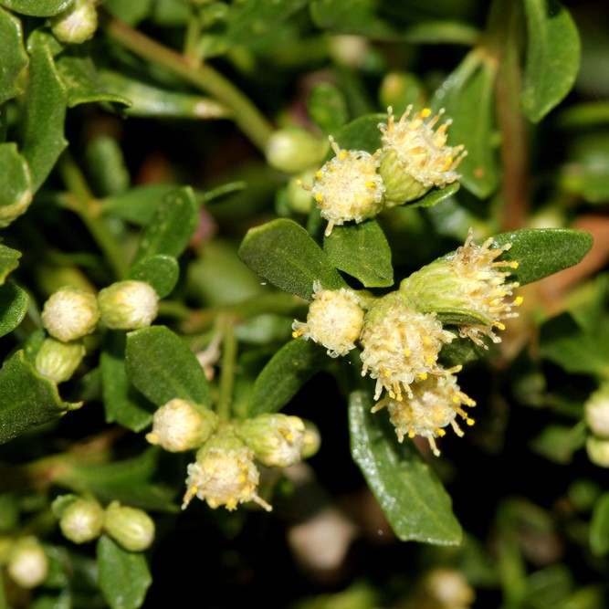 Baccharis pilularis - PictureThis