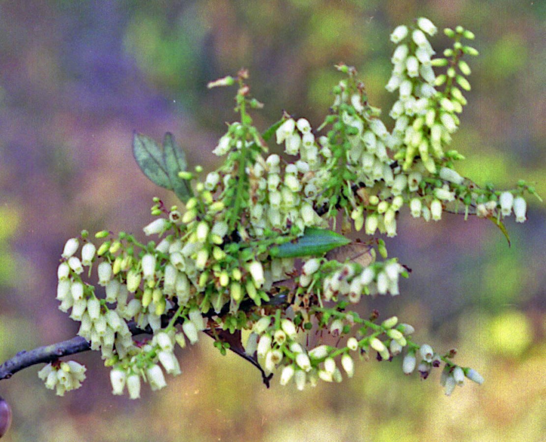 Agariste à feuilles de saule (Agarista salicifolia) - PictureThis