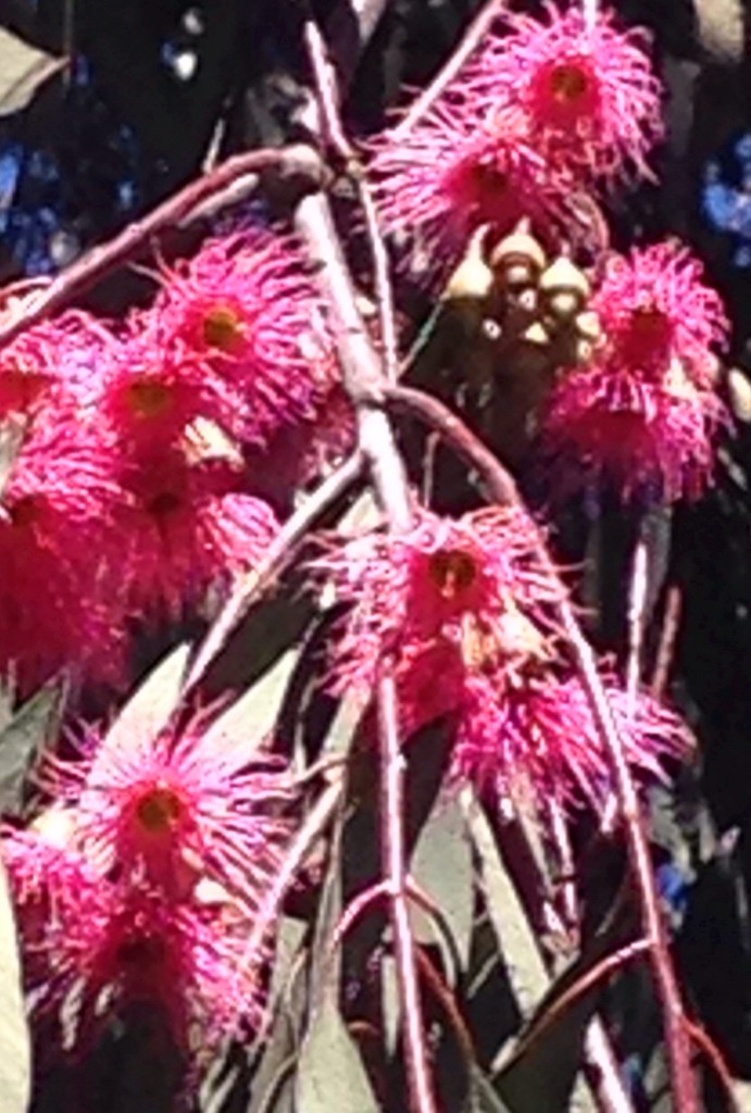 Red ironbark (Eucalyptus sideroxylon) Flower, Leaf, Care, Uses ...