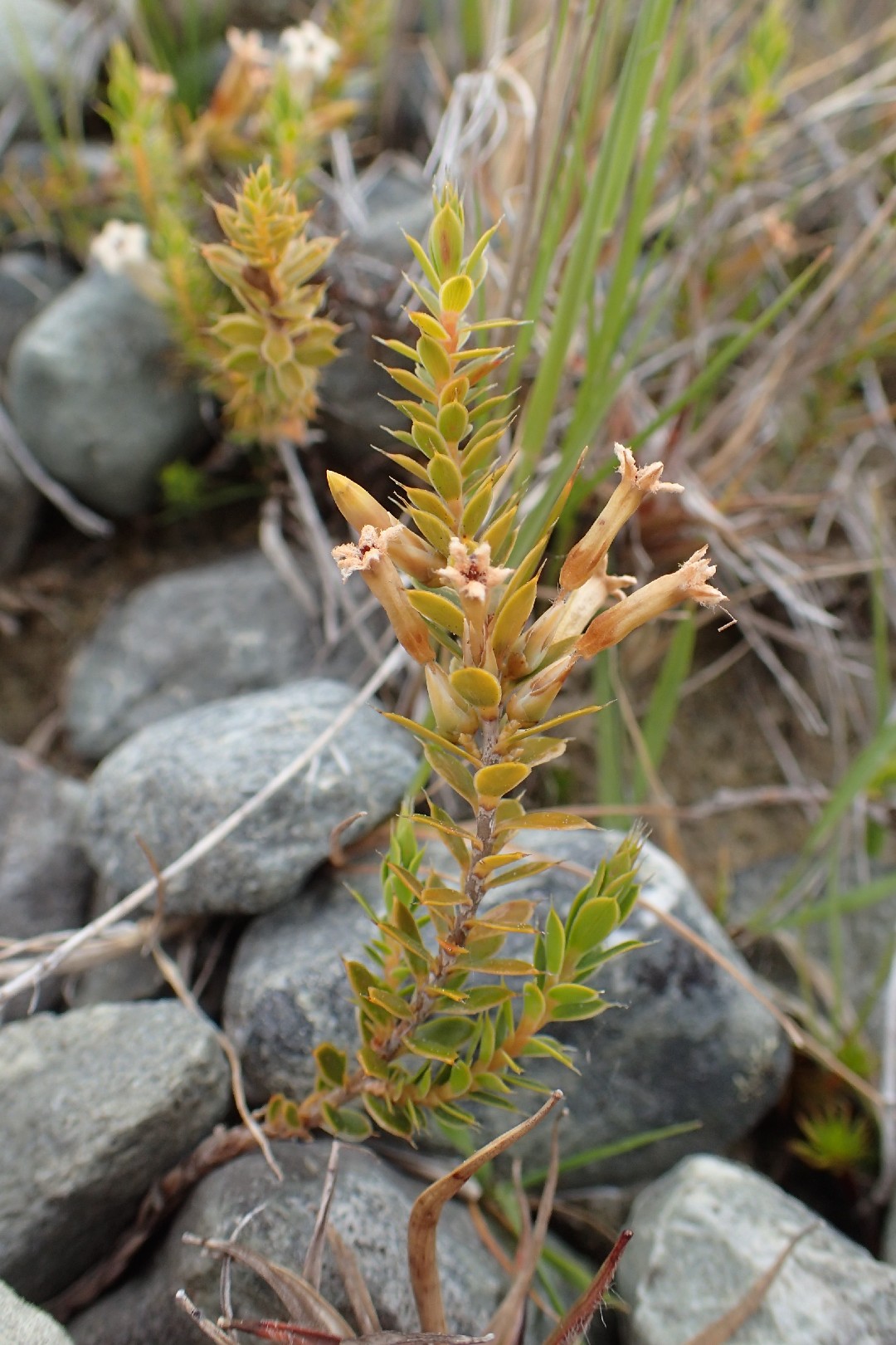 Leucopogon fraseri - PictureThis
