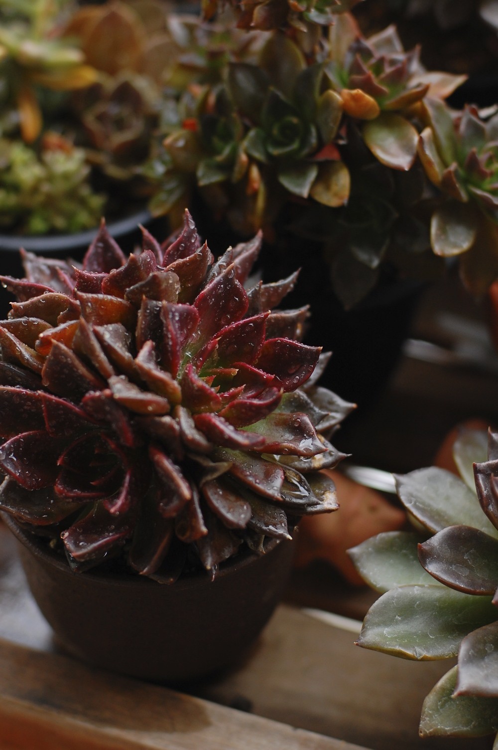 Príncipe negro (Echeveria 'Black Prince') - PictureThis