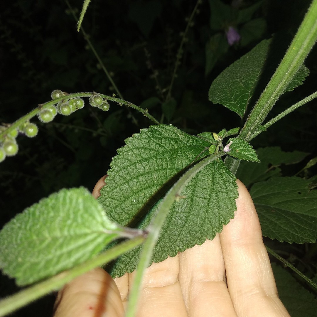 Verbena (Verbenaceae) Flower, Leaf, Care, Uses - PictureThis