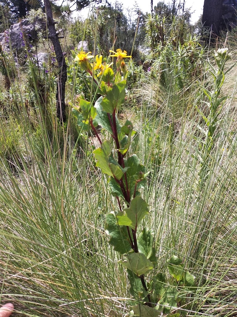 Hediondillas (Roldana) - PictureThis