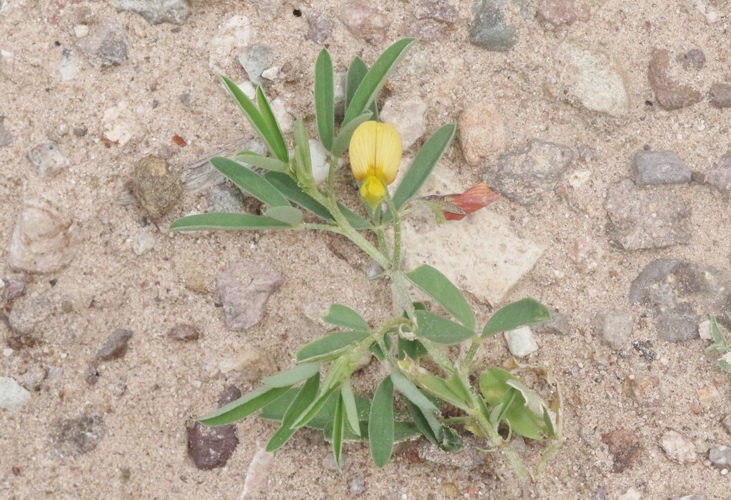 Low rattlebox (Crotalaria pumila) Flower, Leaf, Care, Uses - PictureThis