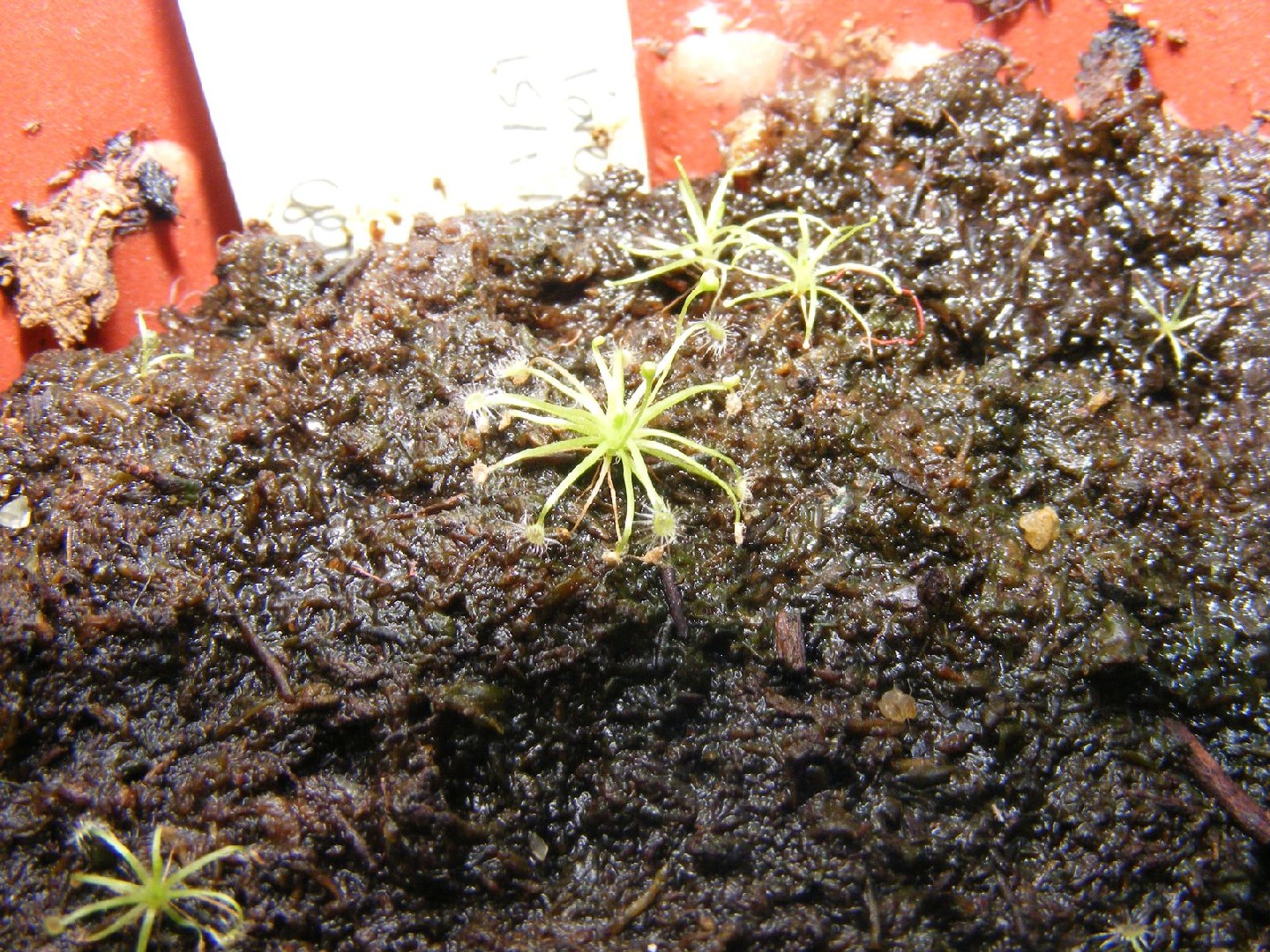 Drosera pygmaea - PictureThis