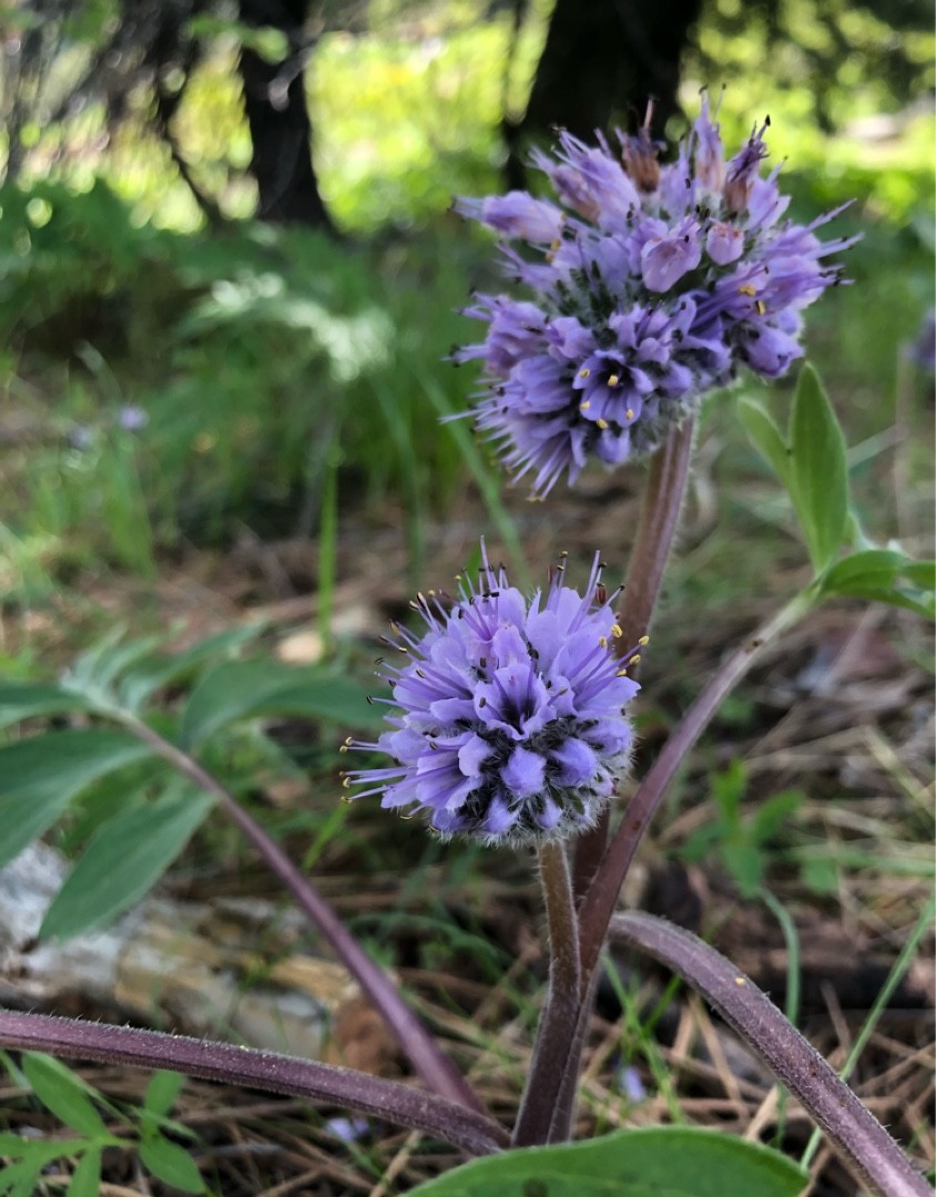 Hydrophyllum capitatum - PictureThis