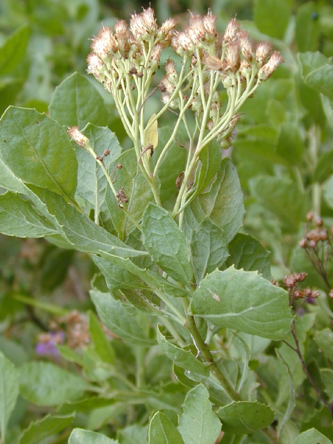 Pluchea indica - PictureThis