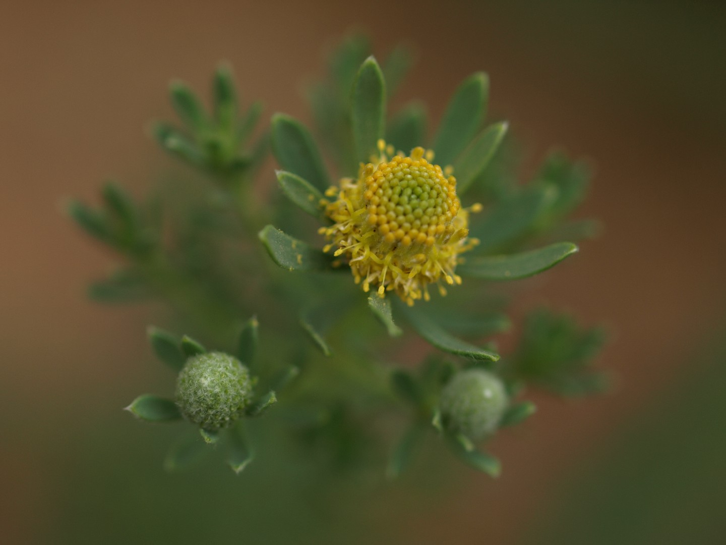 White everlasting (Anaxeton laeve) Flower, Leaf, Care, Uses - PictureThis