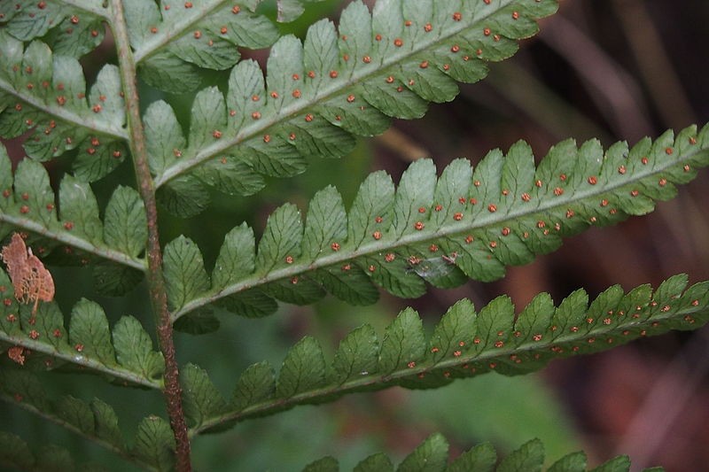 Dryopteris uniformis - PictureThis