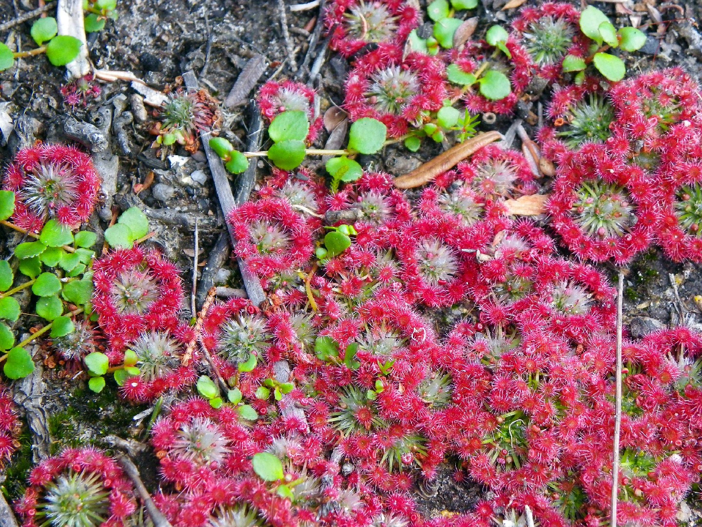 Drosera pygmaea - PictureThis