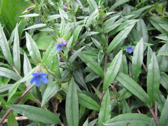 Dyer's alkanet (Alkanna tinctoria) Flower, Leaf, Care, Uses - PictureThis