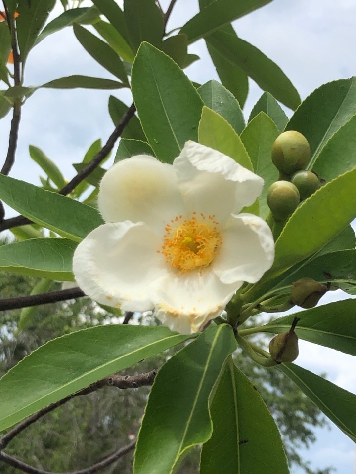 How to identify Chinese guger tree (Schima superba)