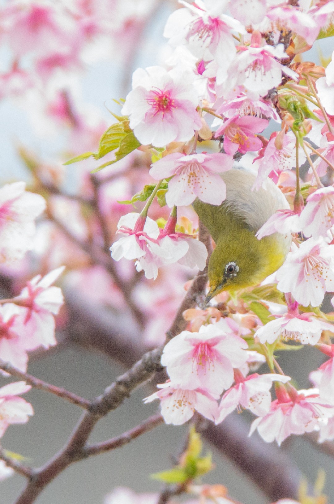 Cerasus × kanzakura 'Kawazu-zakura' - PictureThis