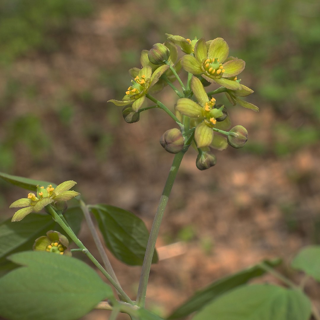 Blue Cohosh Care (Watering, Fertilize, Pruning, Propagation) - PictureThis