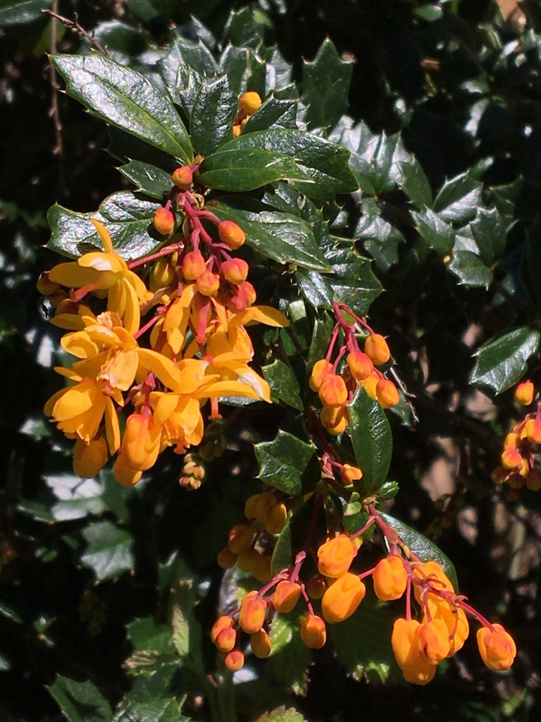 Michay (Berberis darwinii) - PictureThis