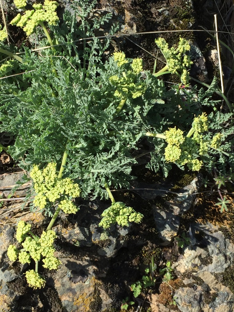 Lomatium macrocarpum - PictureThis