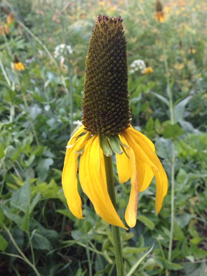 California coneflower (Rudbeckia californica) Flower, Leaf, Care, Uses ...