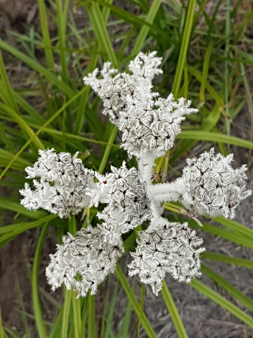 Lanaria lanata - PictureThis