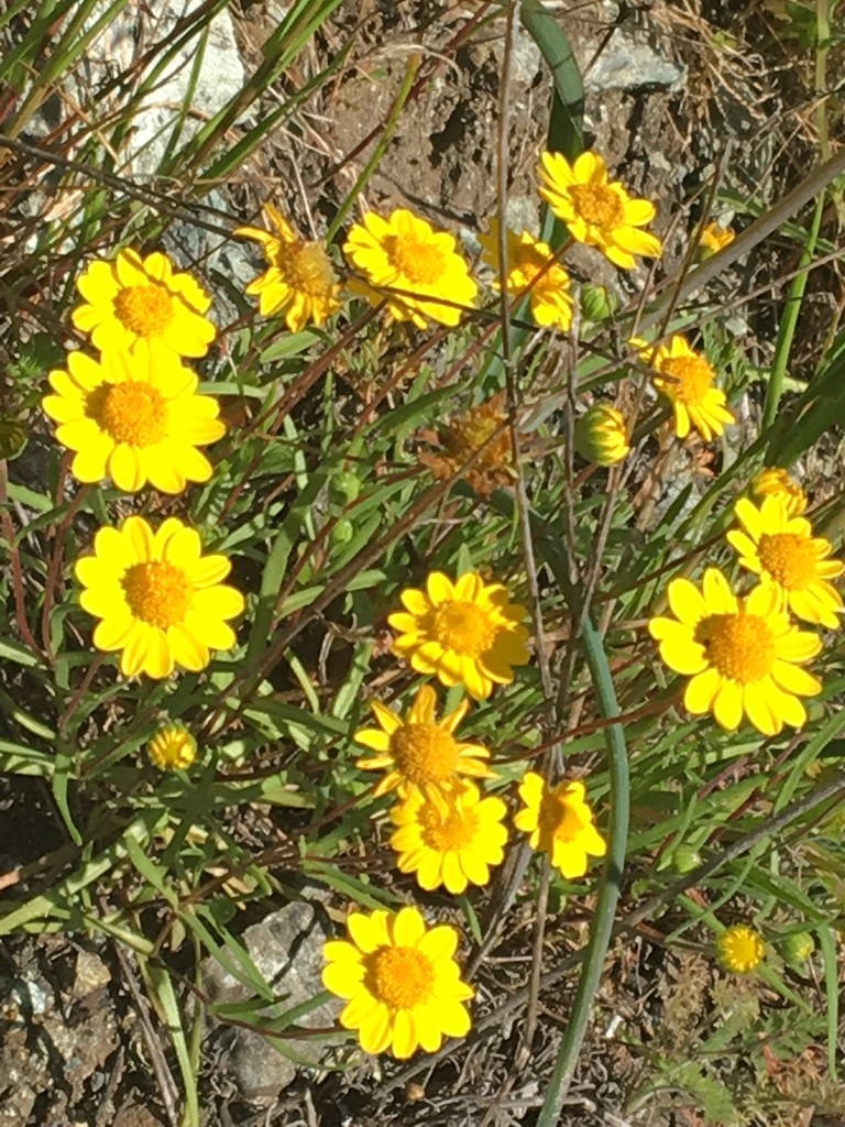 Goldfields (Lasthenia) Flower, Leaf, Care, Uses - PictureThis