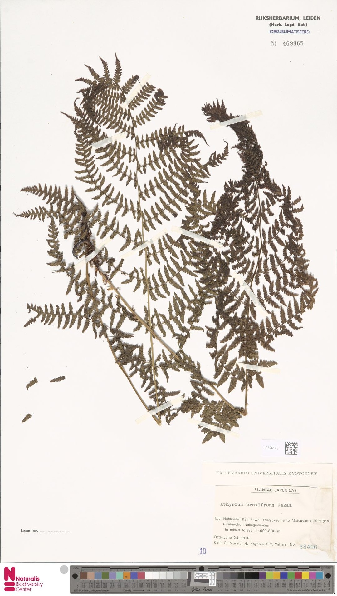 Athyrium brevifrons - PictureThis