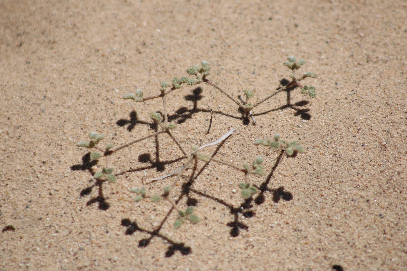 Fan-leaf crinklemat (Tiquilia plicata) Flower, Leaf, Care, Uses ...