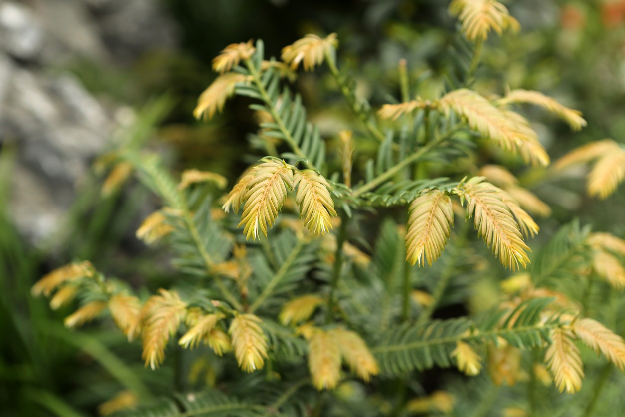 Chinese yew (Taxus chinensis) Flower, Leaf, Care, Uses - PictureThis